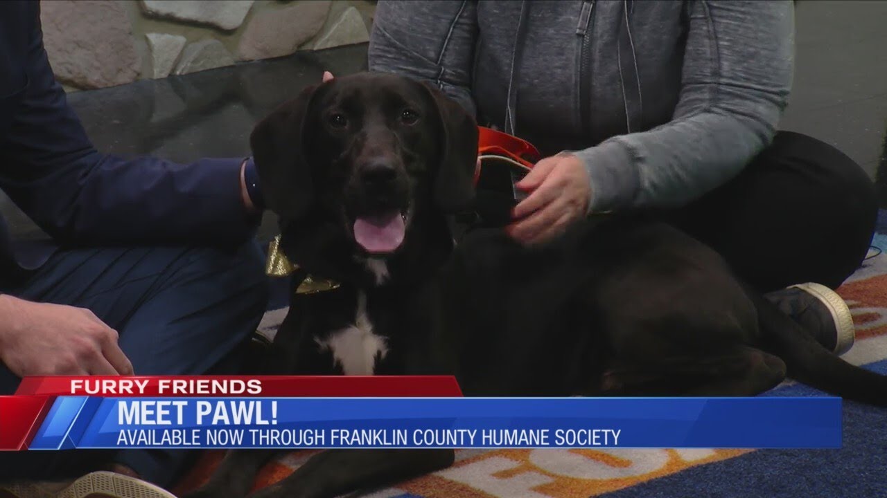 Furry Friends: Pawl looking for his 'fur-ever' home - YouTube