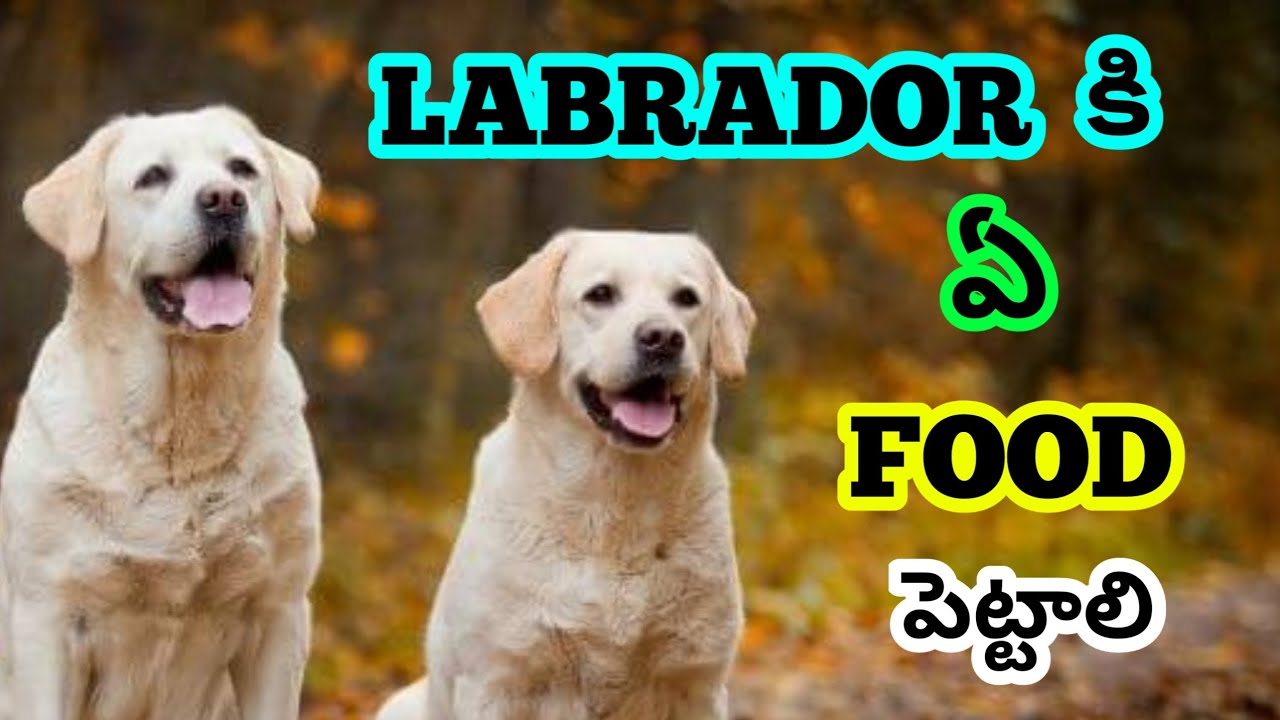 Labrador కి ఏ food పెట్టాలి || Labrador retriever కి ఏ food పెట్టాలి ...