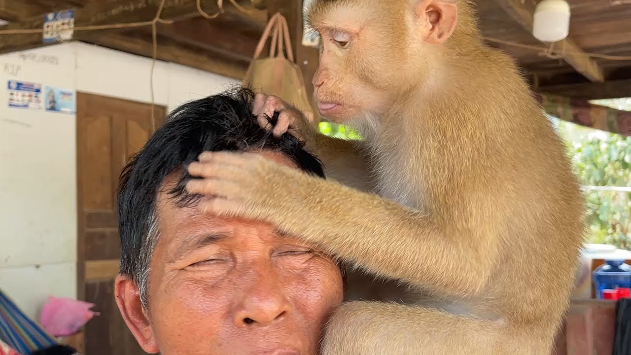 Princess Monkey Comfort Talking Grandpa| Zueii Moments Grooming Grandpa ...