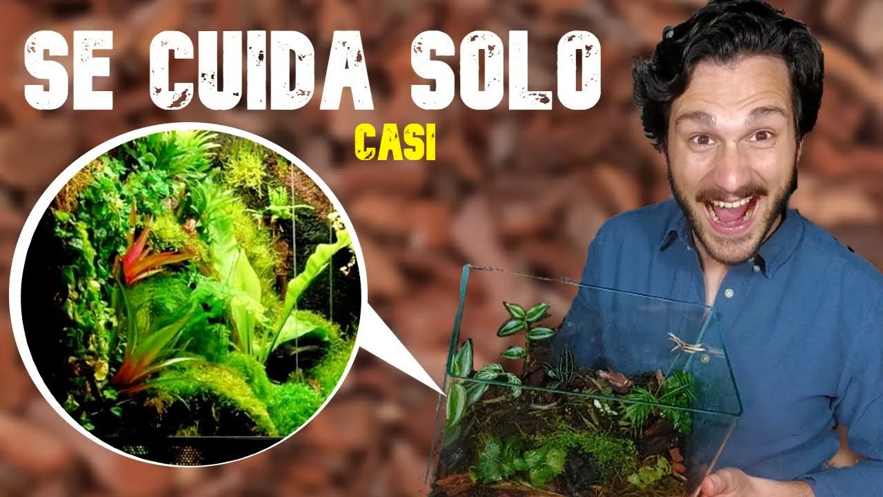 Cómo hacer un TERRARIO CASERO 🍀 Terrario paso a paso - YouTube