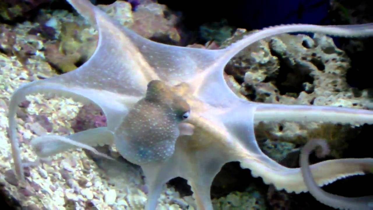 hand feeding octopus briareus - YouTube