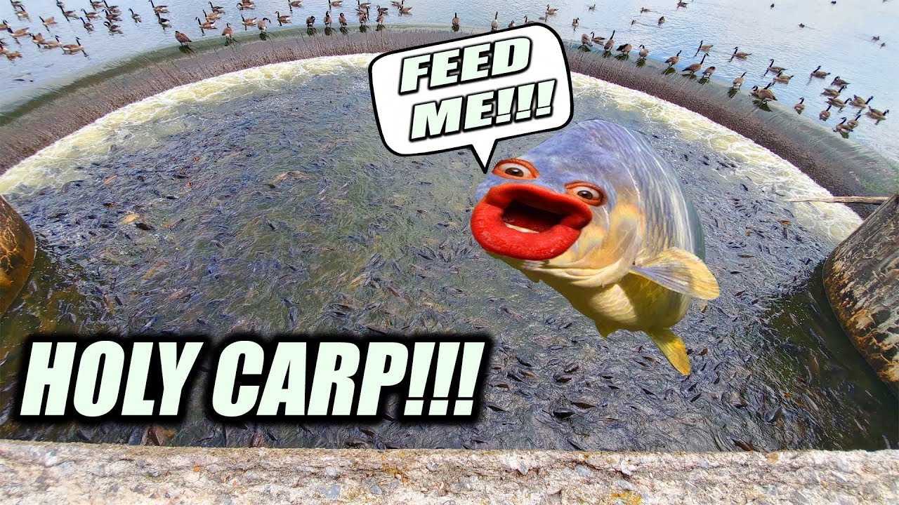 HOLY CARP!!! - Pymatuning Spillway - YouTube
