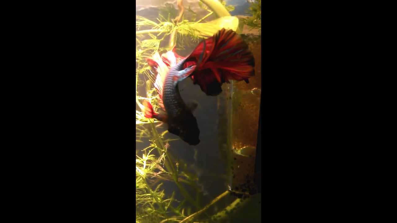 Betta with splits in dorsal fin. Causes or treatment? - YouTube