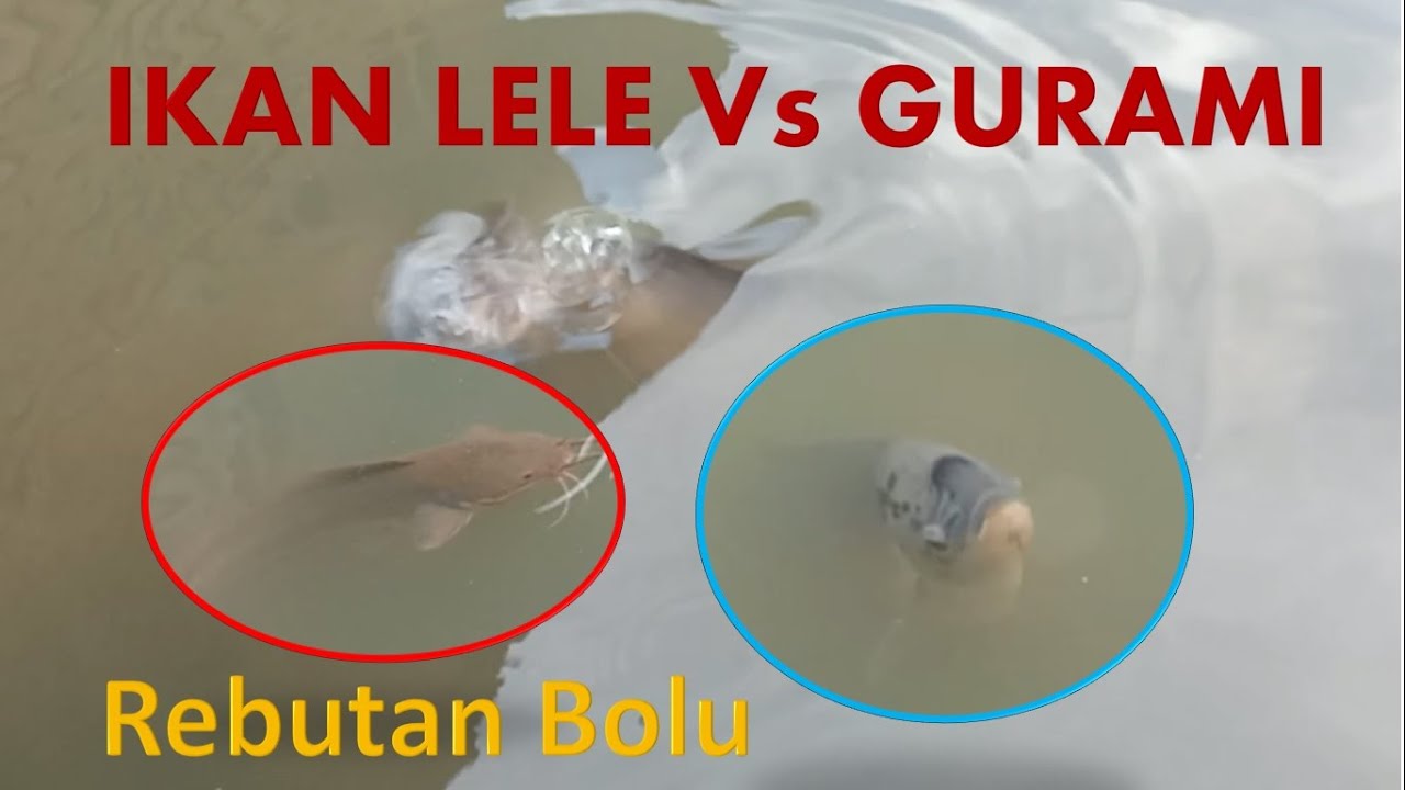IKAN LELE JUMBO REBUTAN MAKAN BOLU DENGAN GURAMI | PULANG KAMPUNG - YouTube