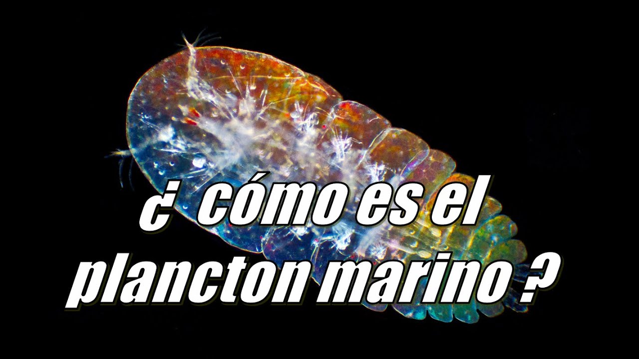 ¿Cómo es el plancton marino? El mayor generador de Oxígeno de la Tierra ...