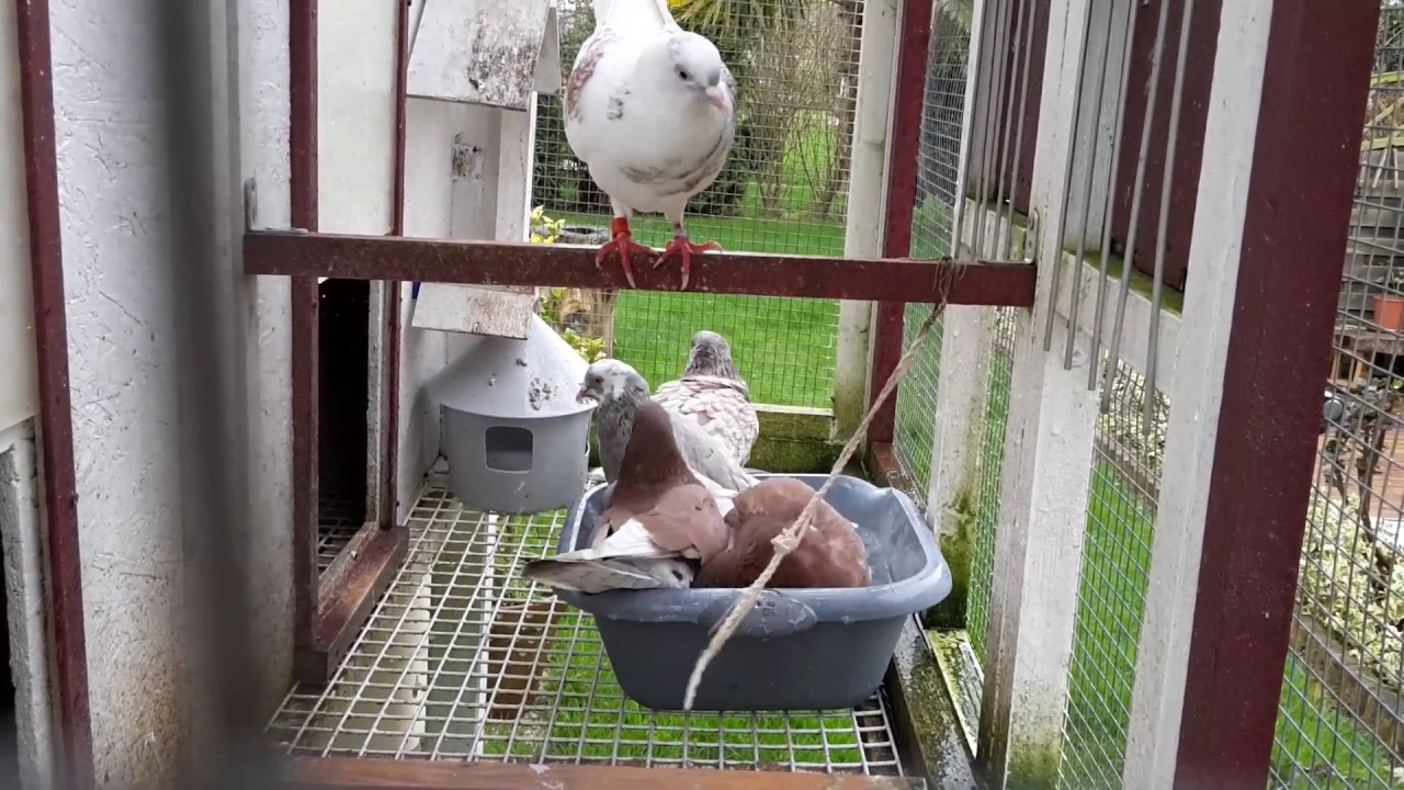Mon premier pigeonnier - Bains de mes pigeons Birmingam - YouTube