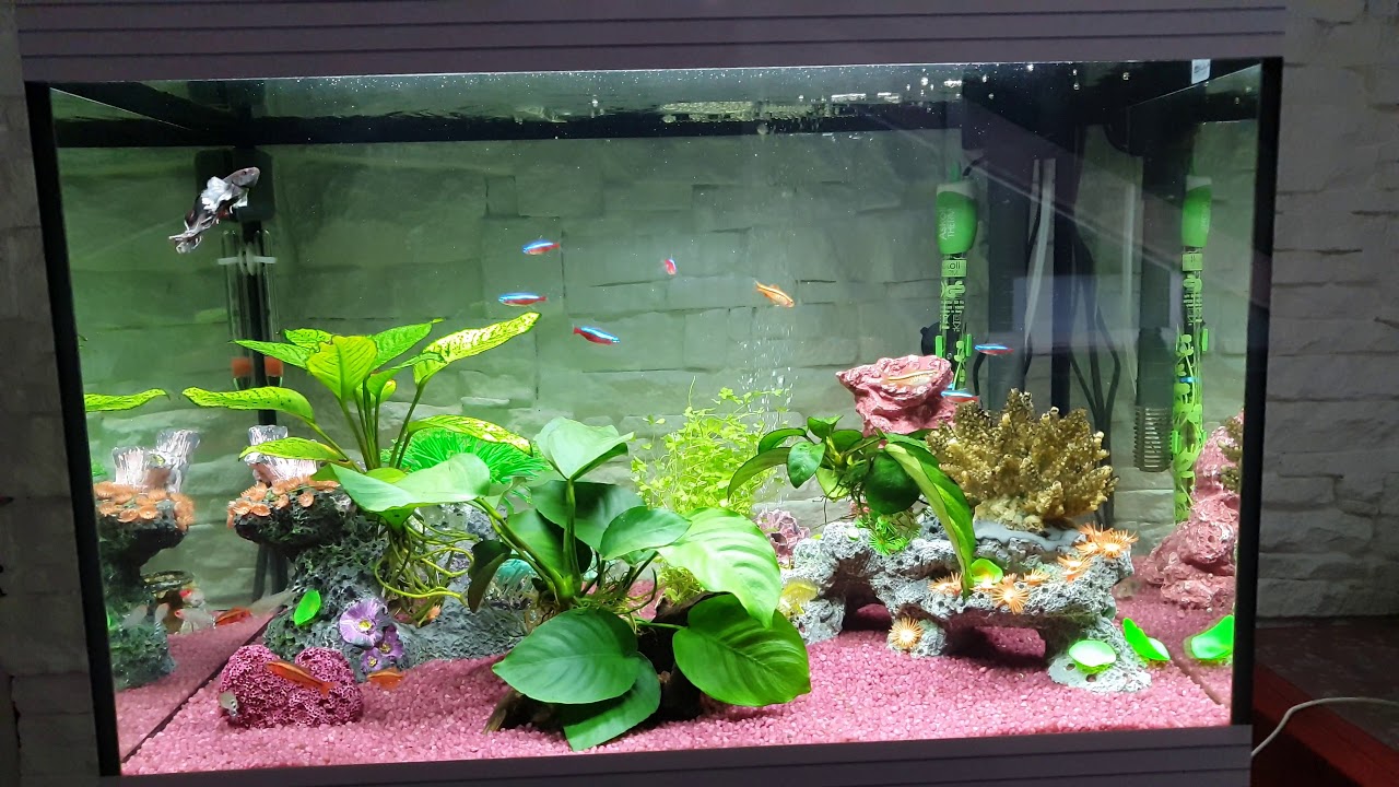 Betta Splendens convivenza con Petitelle, Barbus Titteya e Cardinali ...