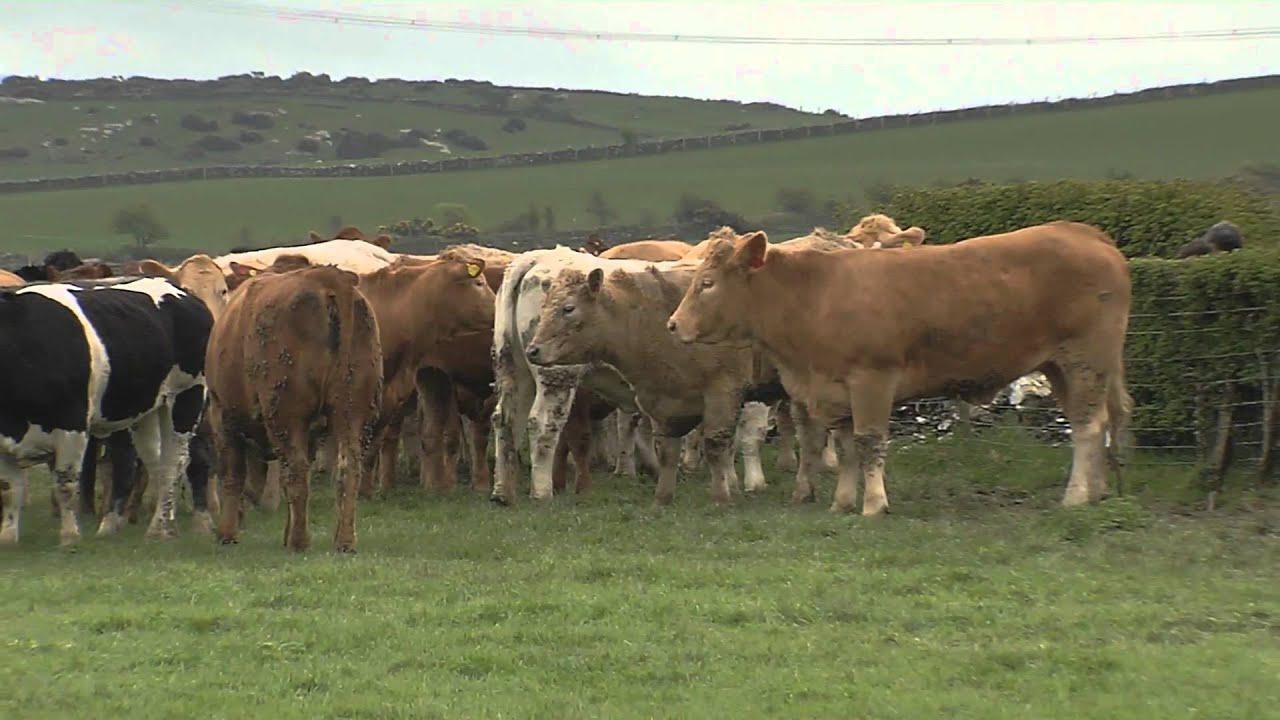 Elfed Hughes - Bwchanan - YouTube