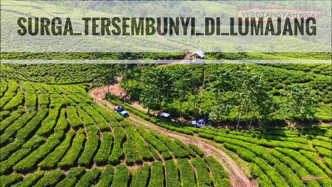 Walau terjal dan sulit, terbayar keindahan kebun teh Guci alit - YouTube