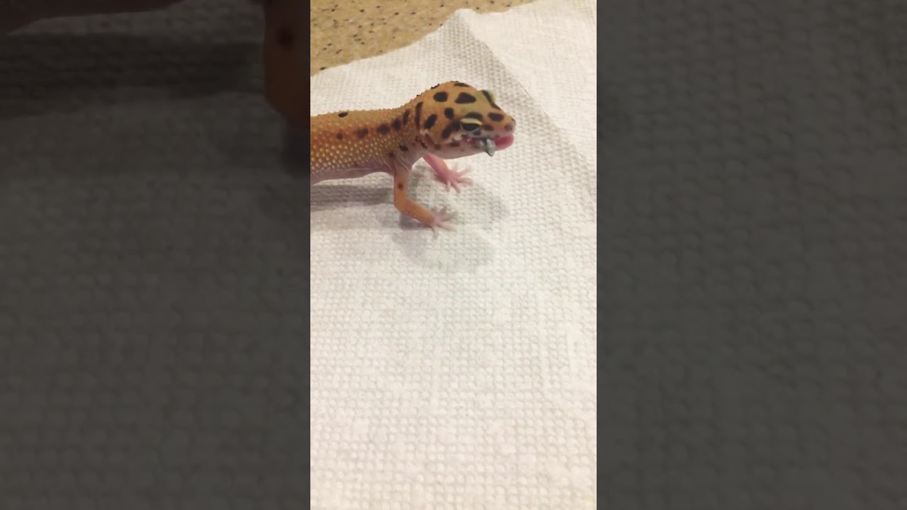 Mango the leopard gecko eats a meal worm - YouTube