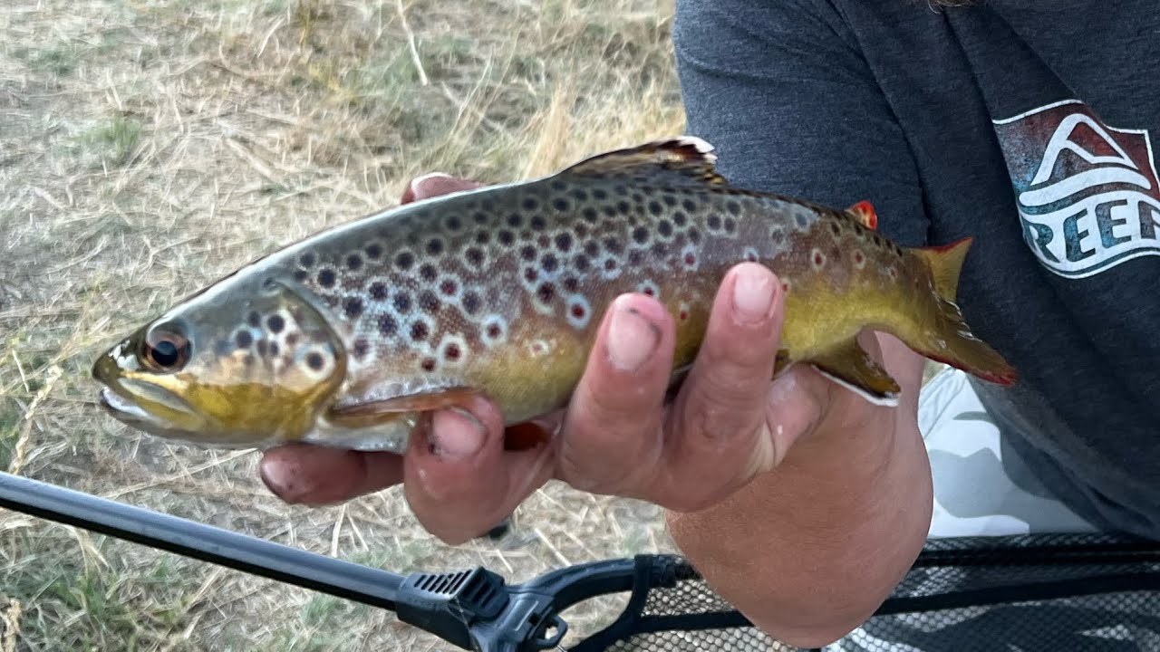 Brown Trout In The Eastern Sierra Fall Trout Fishing @ 10,000 ft. 2023 ...