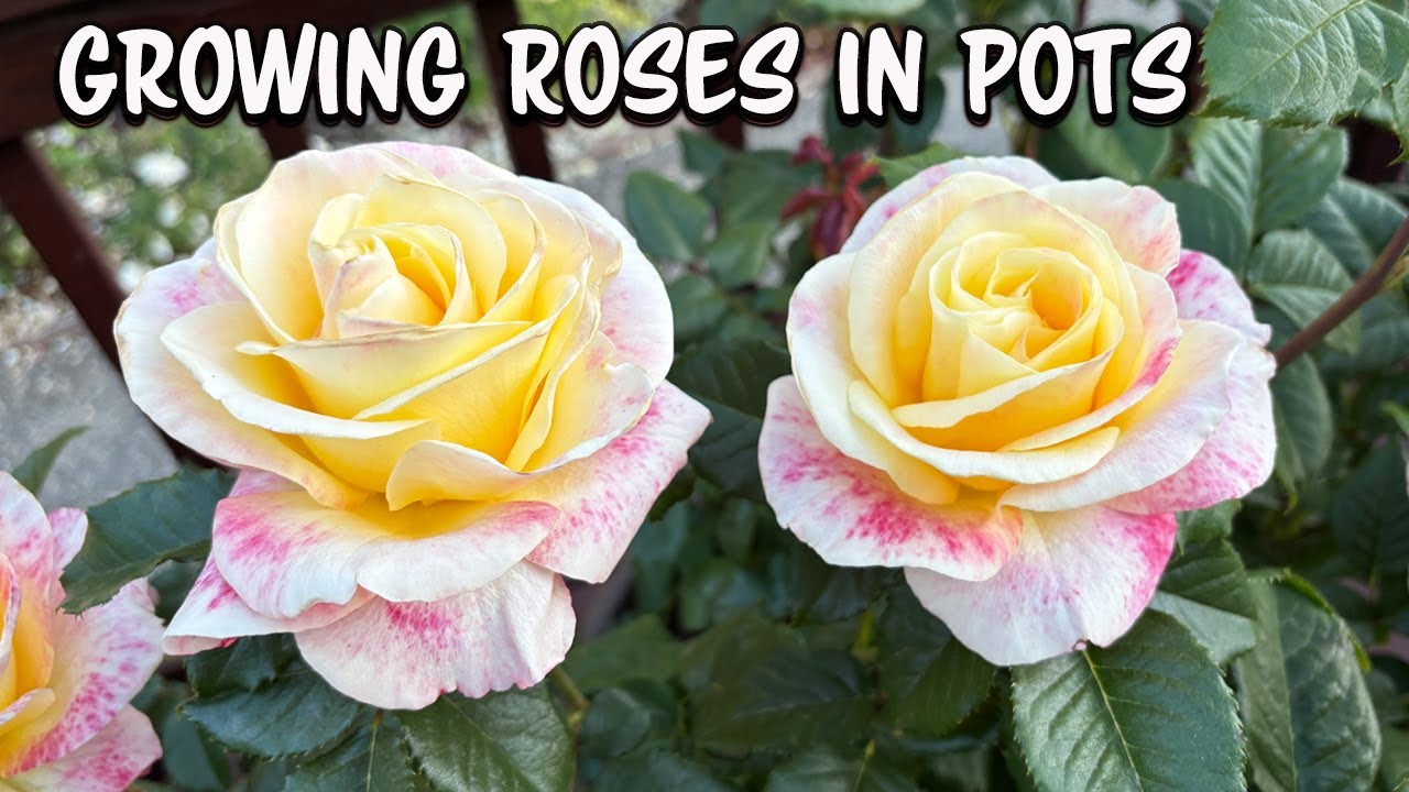Roses In Pots/ Featuring New David Austin Roses and Weeks Roses - YouTube