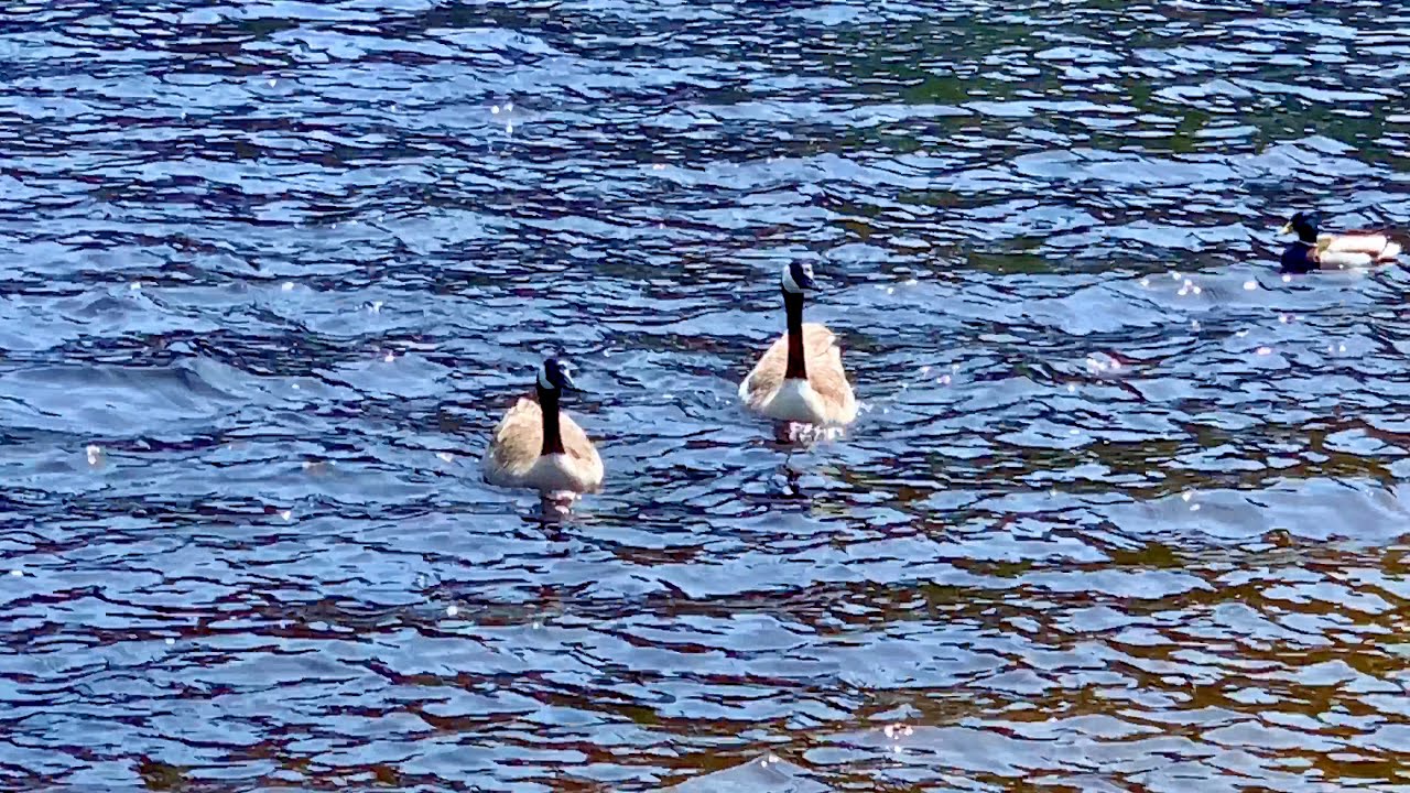 Geese Come Out of Hiding - YouTube