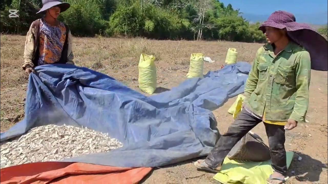 ntuj txoov tau ob peb hnub peb nyuam qhuav tau ntim qo - YouTube