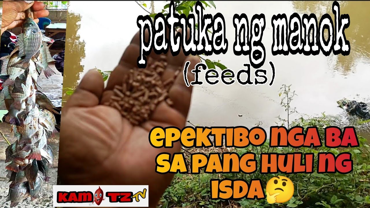feeds patuka ng manok epektibo ba talaga sa pang paakit ng isda 🤔 - YouTube
