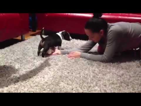 Tri State Bull Terriers puppy "Turbo" at 6 weeks old! - YouTube