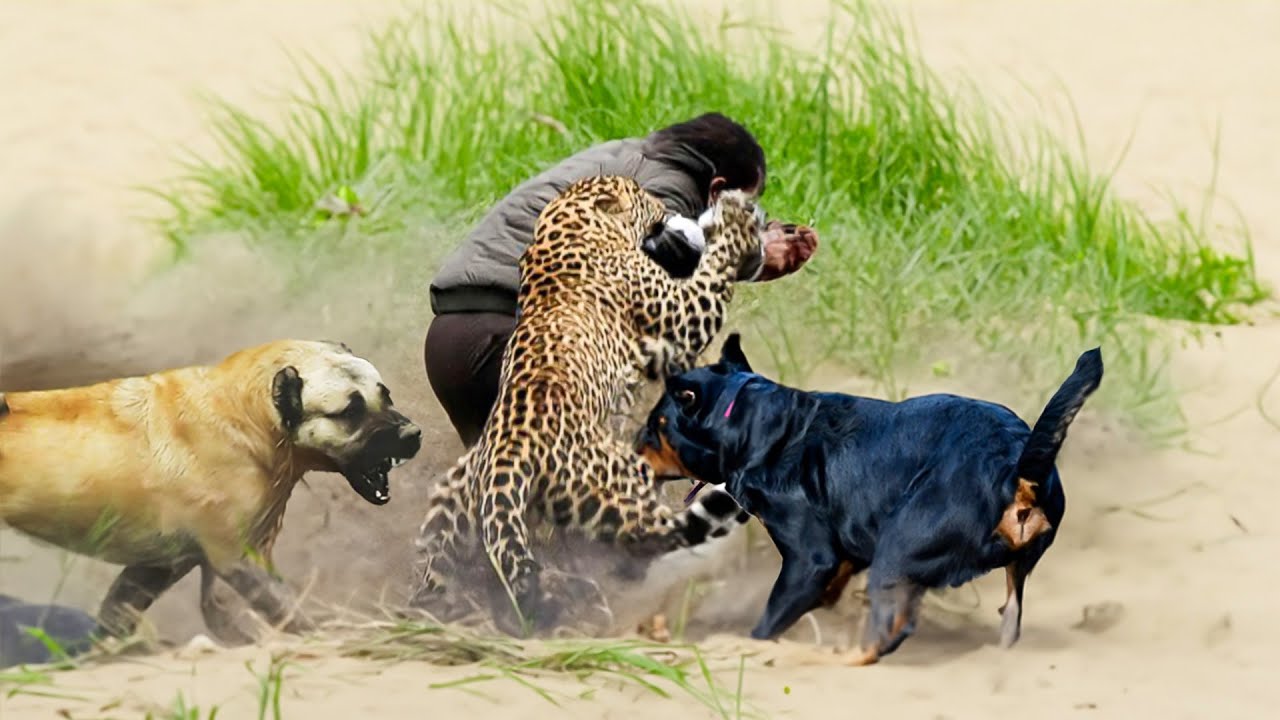10 Dog Breeds That Are Brave Enough to Face Wild Beasts - YouTube