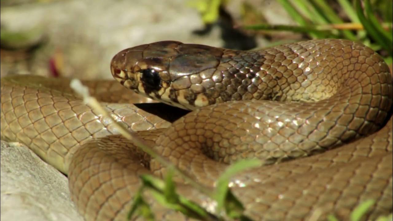 Top snake species of Georgia: A stunning collection - საქართველოს ...