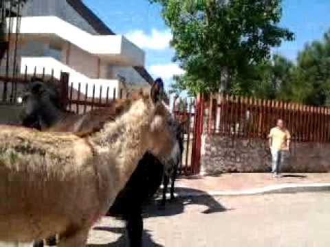 Cavallo scalcia ad un Asino D: