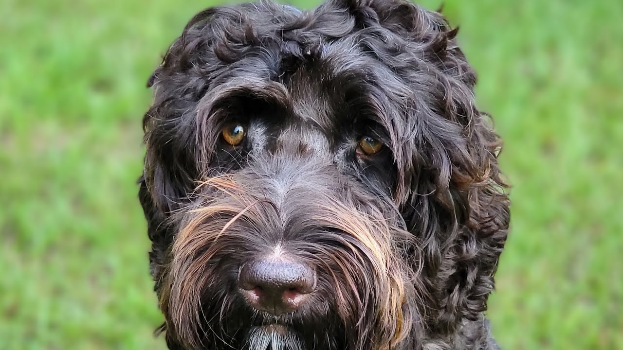 Technique to open up the face between grooming sessions. - YouTube