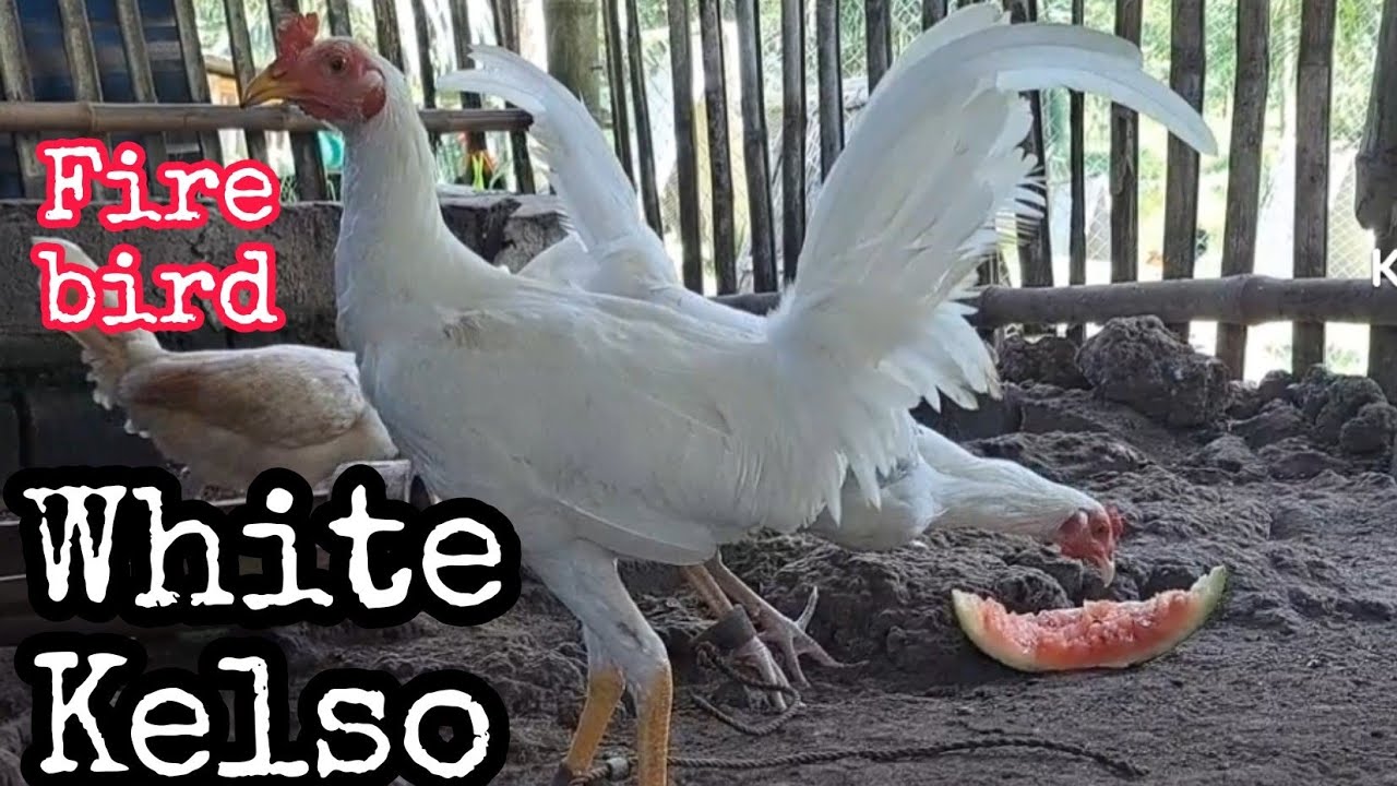 White Kelso Stags (Biboy Enriquez line) - YouTube