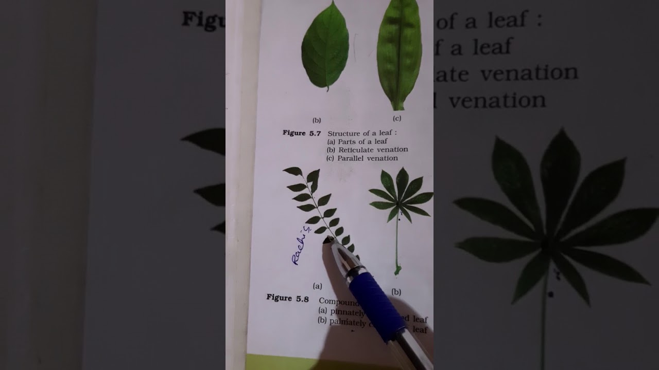 Morphology Of Flowering Plants leaf Explanation Malayalam YouTube morphology-of-flowering-plants-leaf-explanation-malayalam-youtube
