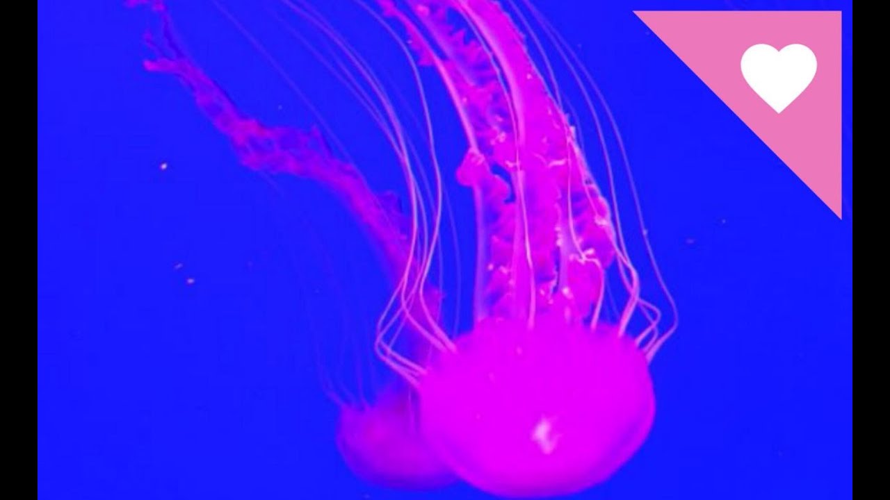 Amazing underwater world - How to live under water? Incredible ...