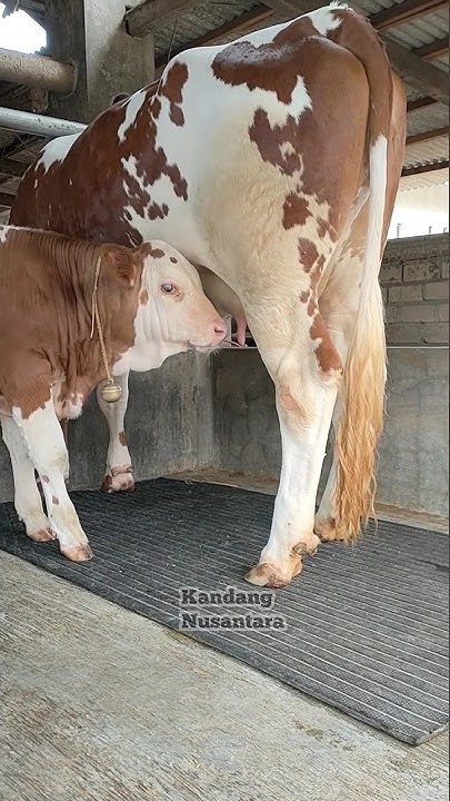 Simental Marlboro Indukan dan Anak‼️#shorts #sapi #simental marlboro - YouTube