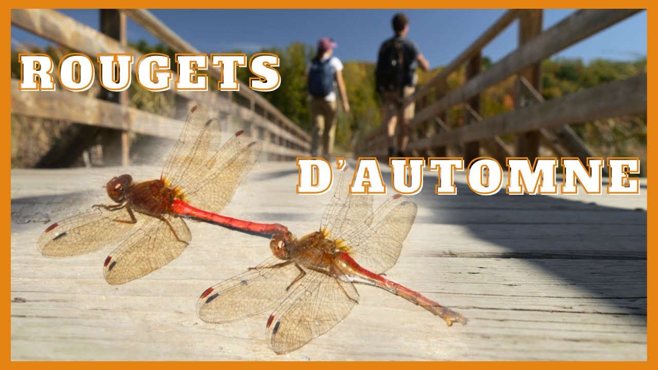 Le rouget d'automne (libellule) et sa reproduction - YouTube