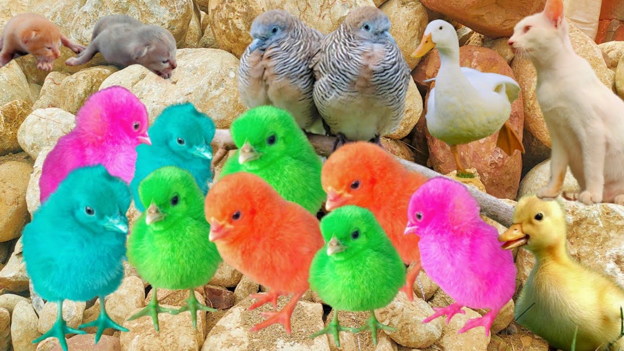 Tangkap Ayam Warna Warni, Ayam Reborn, Ayam Teletubbies, Bebek, Marmut ...