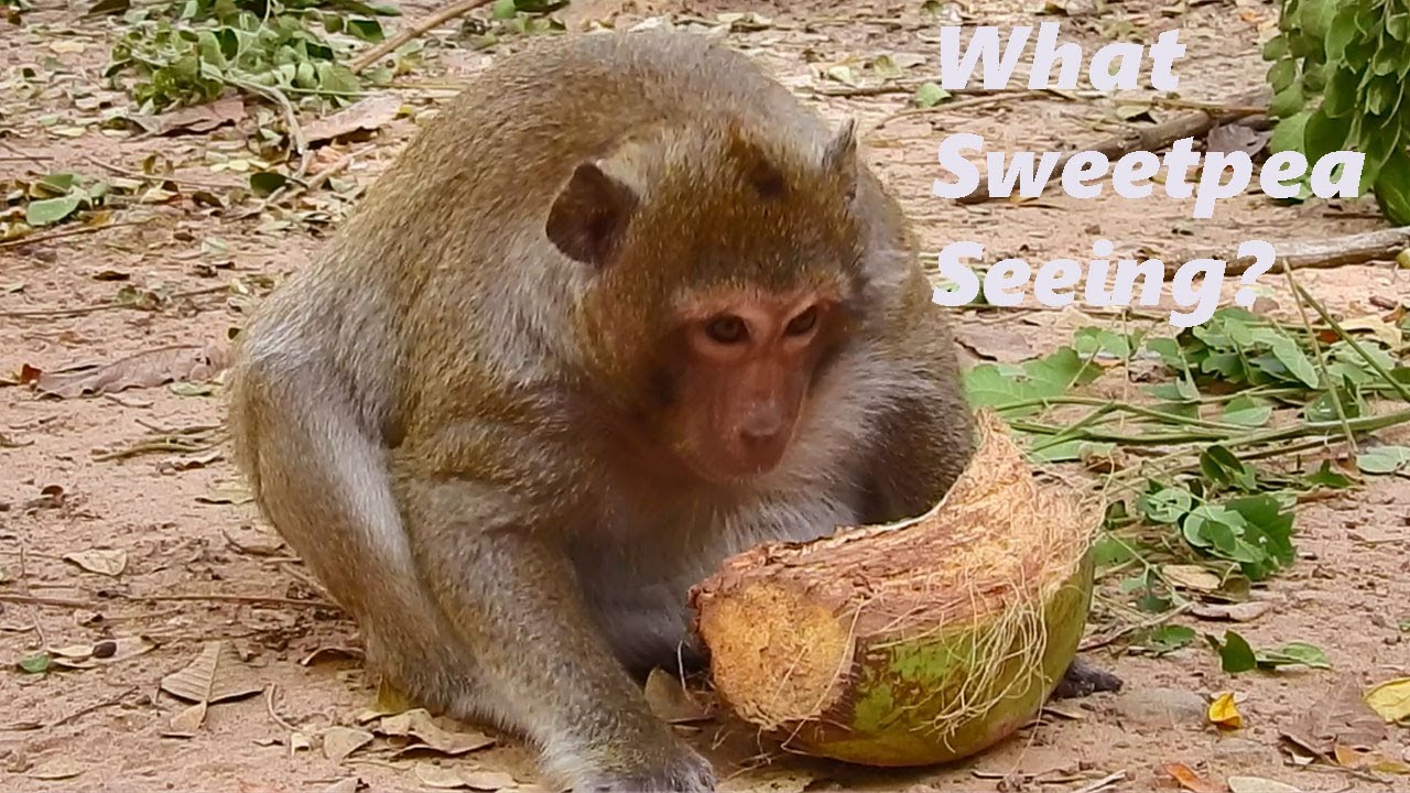 Monkey Sweetpea Before Weight for Him,Eating Everything, Too Heavy Now ...