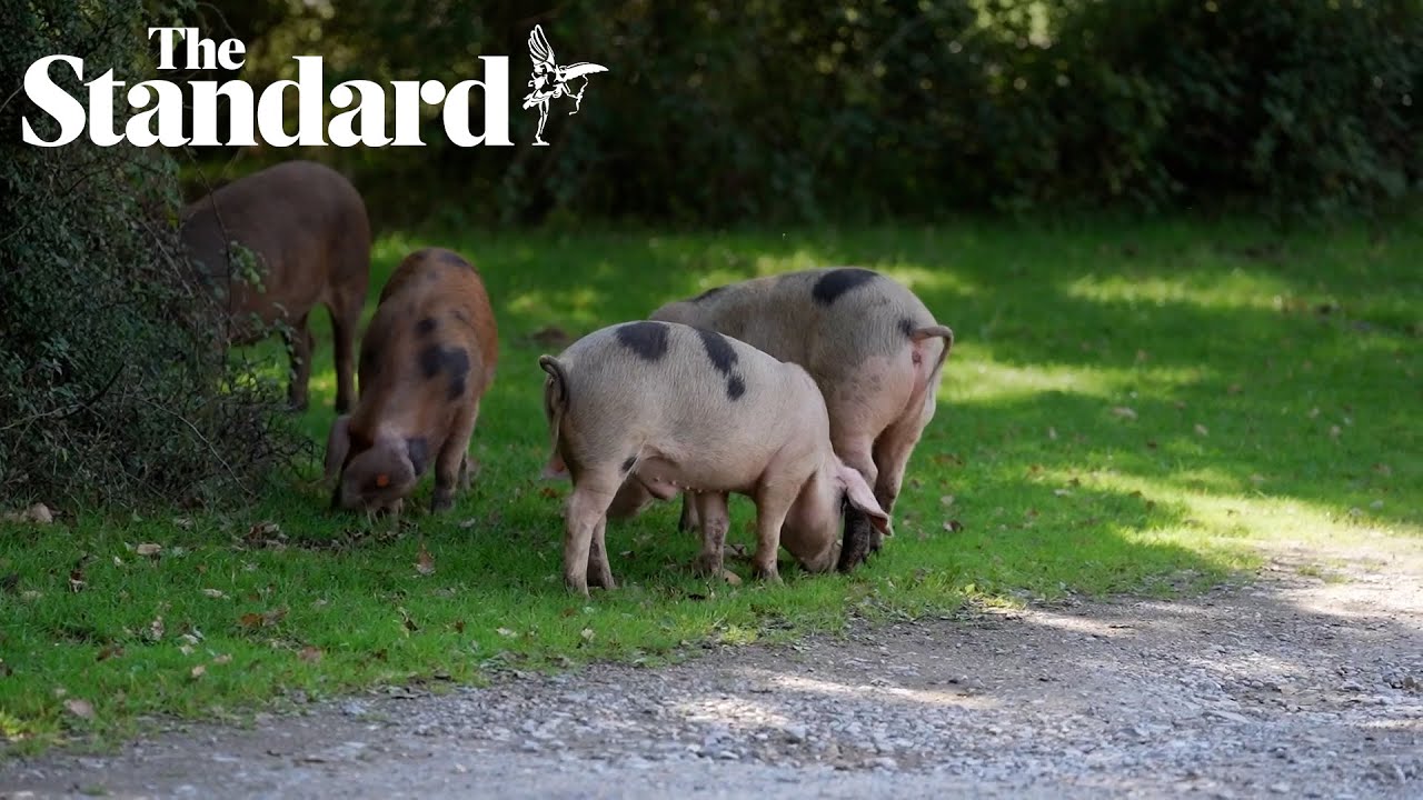 Swine flu: What are the symptoms and how can I protect myself? - YouTube