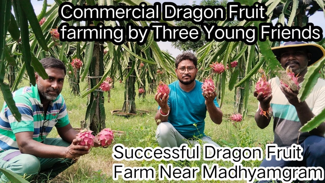 Commercial dragon fruit farming by three young friends | Best dragon ...