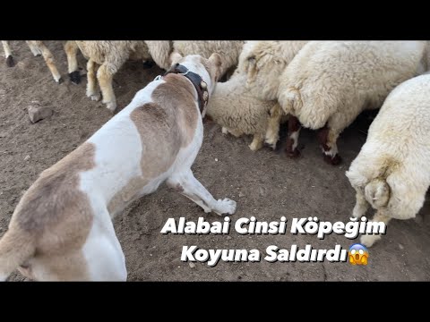 Biz Kurt Gelmesin Diye Köpek Besliyoruz Kendi Köpeğimiz Saldırıyor Koyuna.