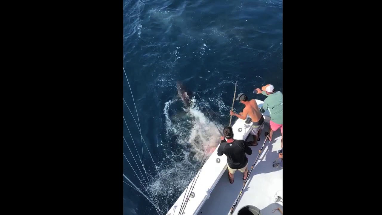 FEEDING FRENZY: Sharks attack tuna caught by anglers aboard 100 Proof ...