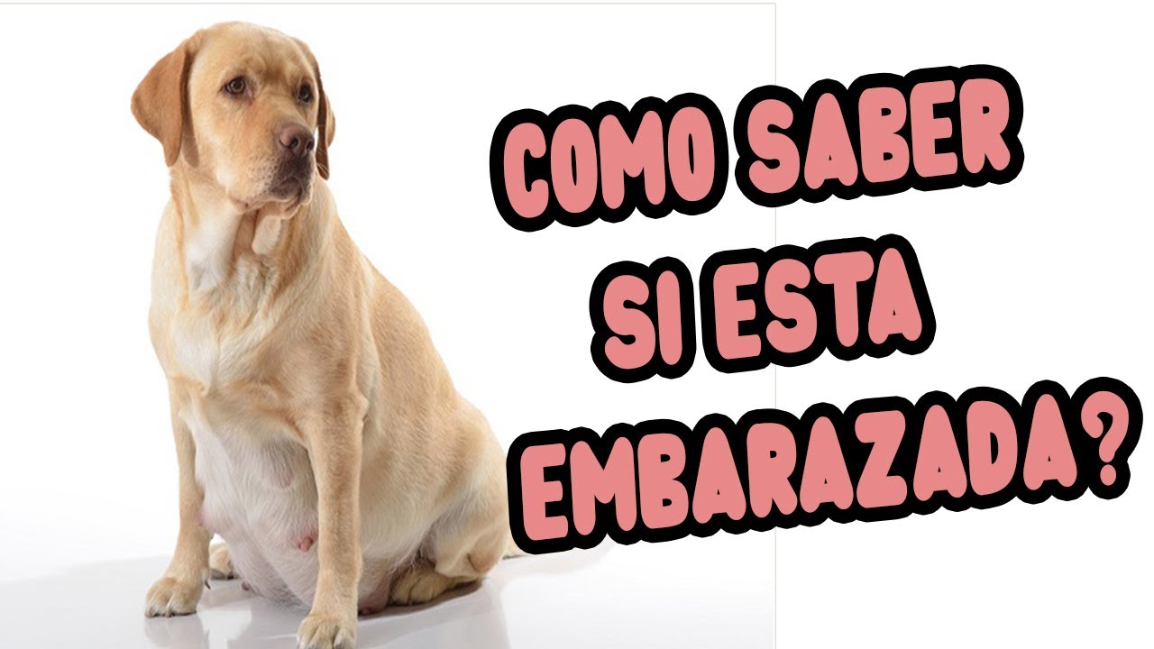 COMO SABER SI MI PERRA ESTA EMBARAZADA? - YouTube