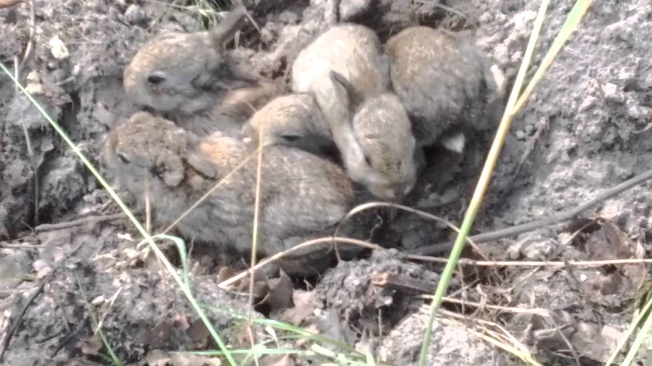 Baby rabbits popping out their hole - YouTube