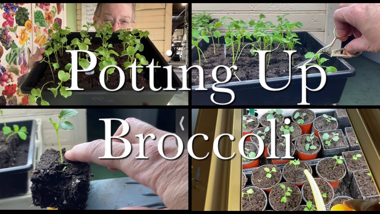 How to Pot Up Broccoli Rabe (Rapini) Seedlings | Broccoli Rabe (Rapini ...