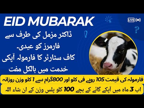 Free best calf starter formula II Eidi gift for all farmers I Best ...