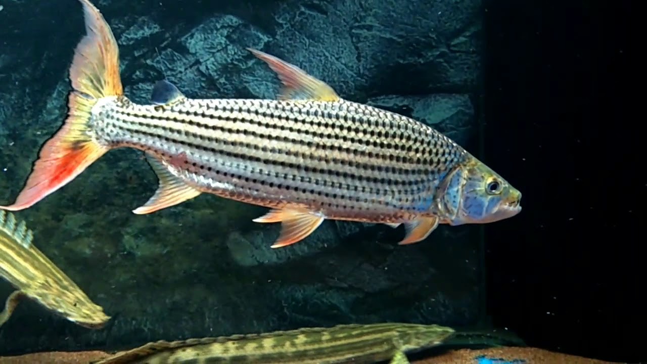 Africa Tiger Fish Tanzaniae 18" - YouTube