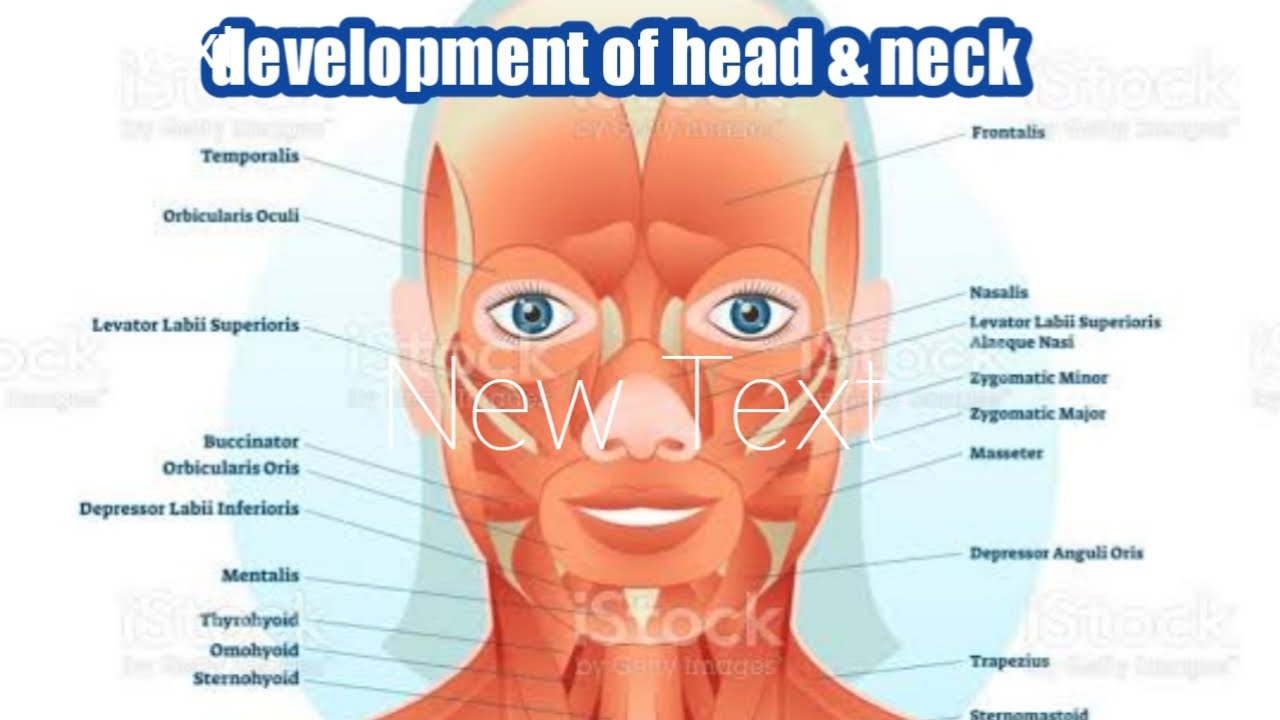 development of head & neck embryology lecture part -01 - YouTube