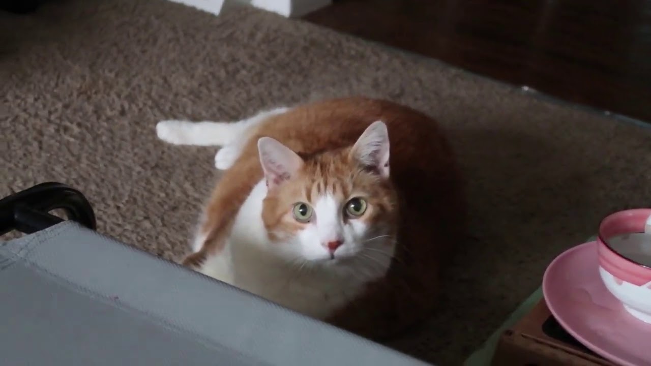 Curious Cat Face - YouTube