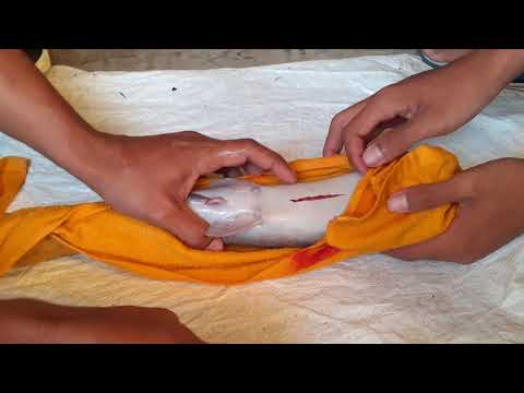 Pengambilan Sperma Ikan Lele di Balai Riset Pemuliaan Ikan