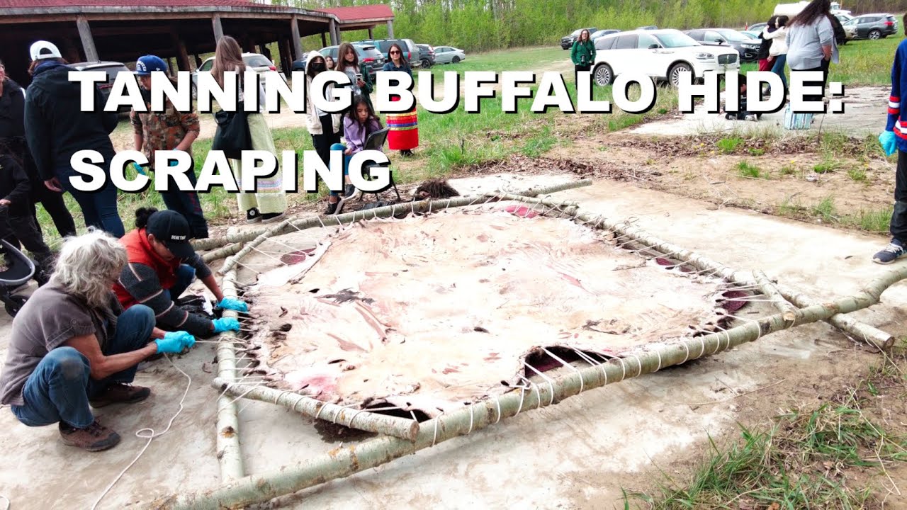 Buffalo Hide Tanning: Scraping (4K) - YouTube