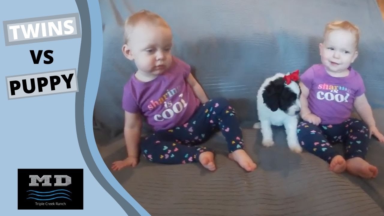 Twins VS puppy - YouTube