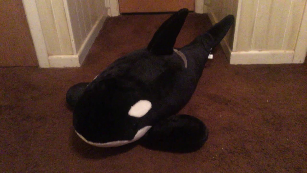 This is Mr. Beluga Whale - YouTube