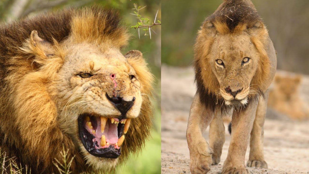 Mister T - El León más Cruel y Sangriento de la Historia - YouTube