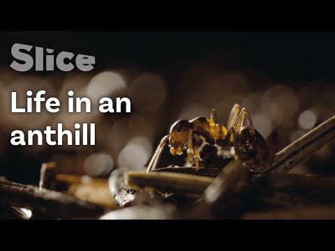 Inside the Ant Colony | SLICE