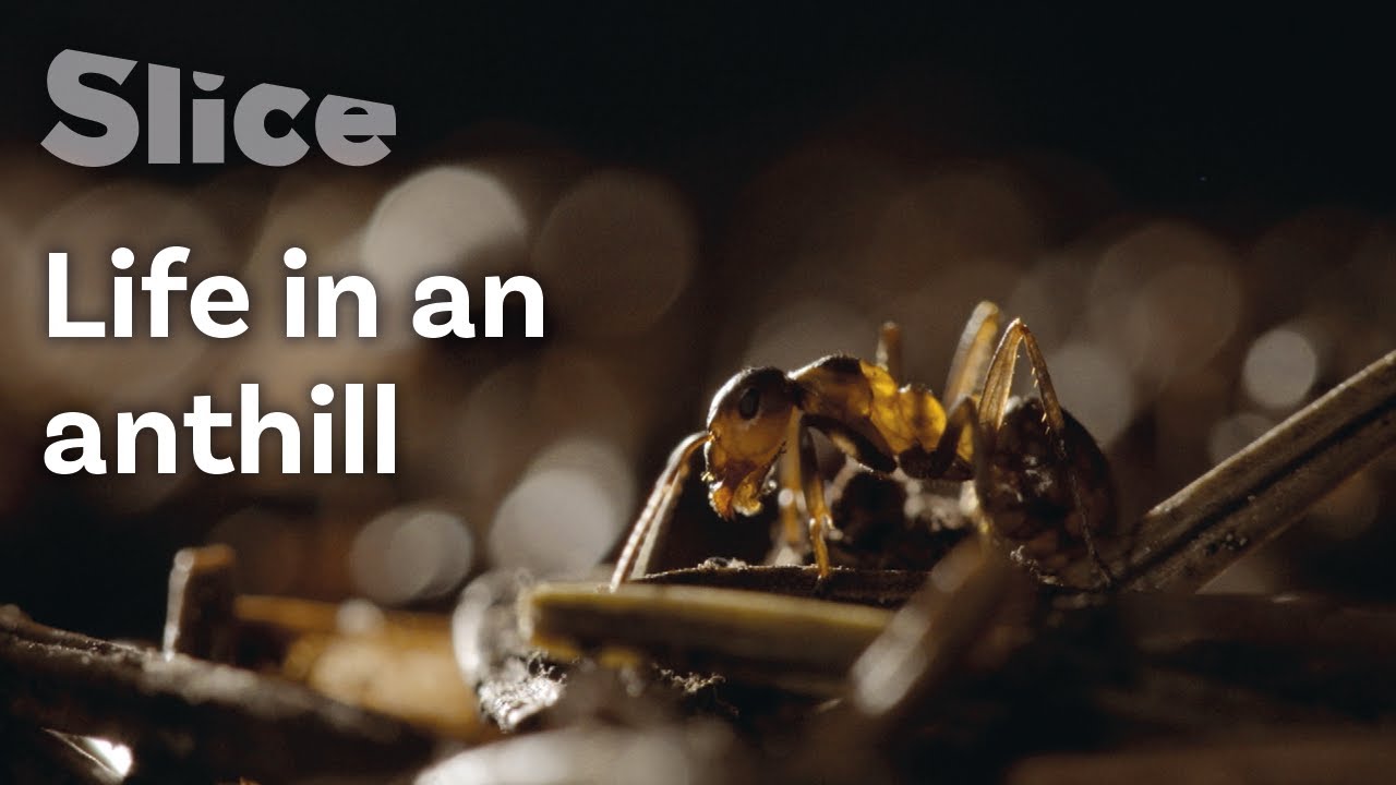 Inside the Ant Colony | SLICE - YouTube