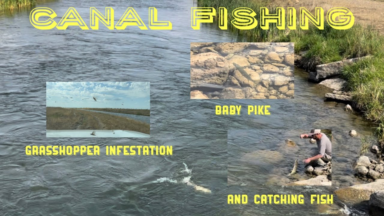 Canal fishing! Baby Pike and the start of a Grasshopper Infestation ...